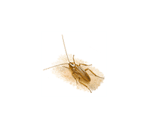 Blattodea | The Learning Zone