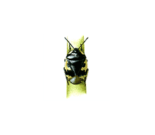 Hemiptera | The Learning Zone