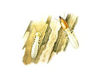 Isoptera | The Learning Zone