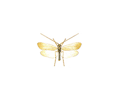 Trichoptera | The Learning Zone