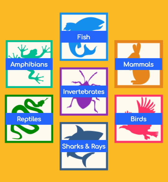 Animal ID game | The Learning Zone