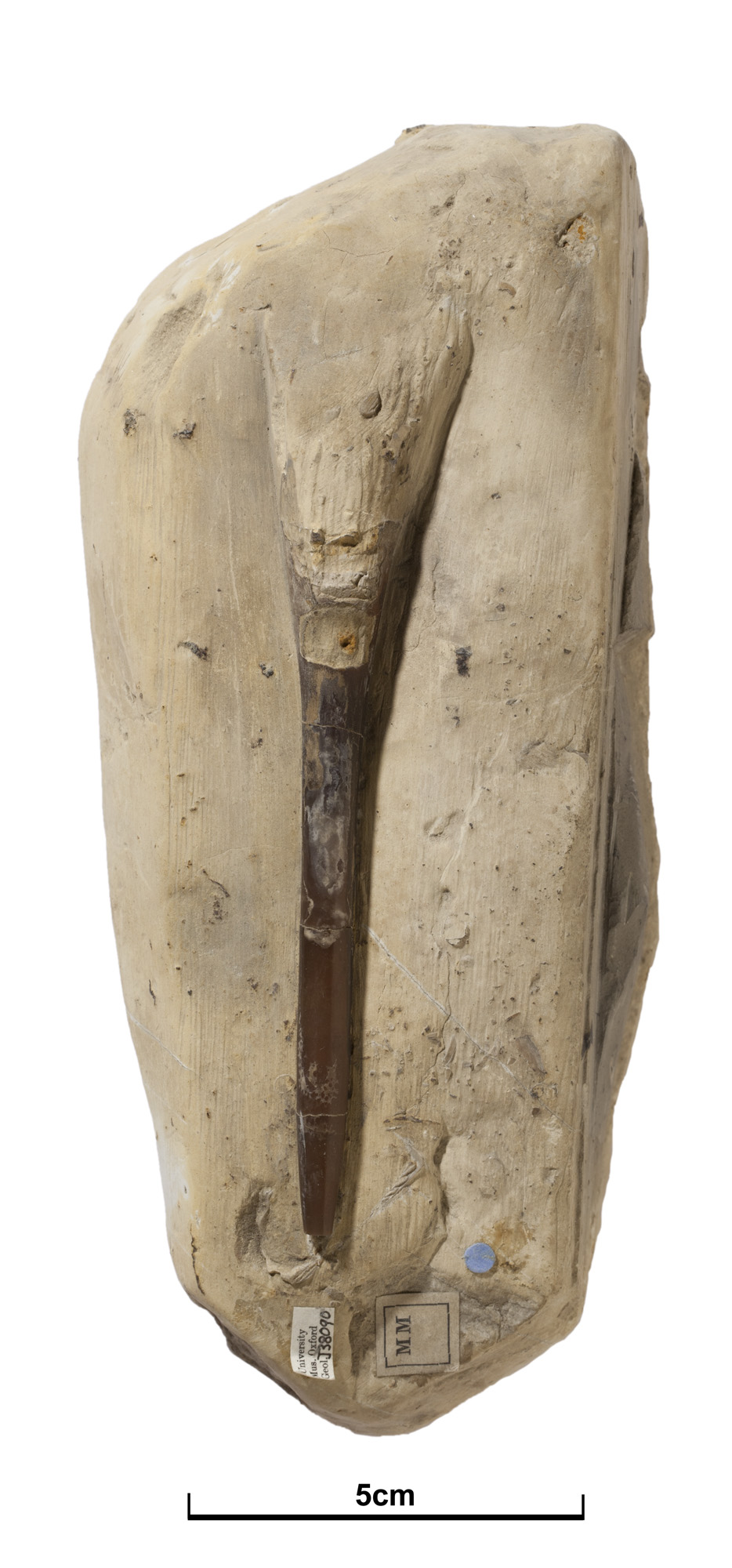 Belemnites | The Learning Zone