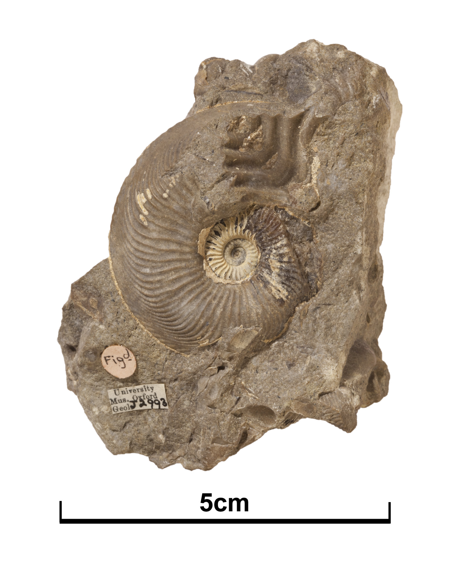 Ammonites | The Learning Zone