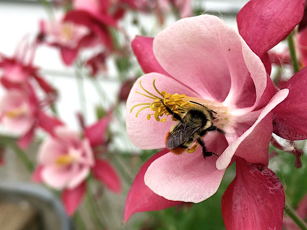 British Bee Diversity | The Learning Zone
