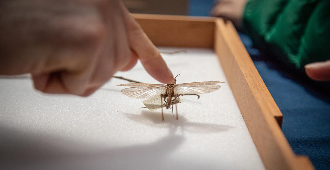 Insects | The Learning Zone