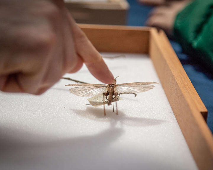 Insects | The Learning Zone