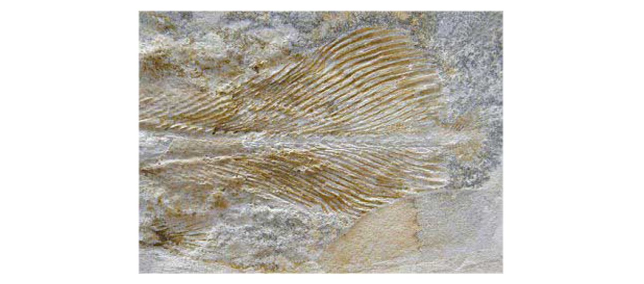 Coelacanth | The Learning Zone