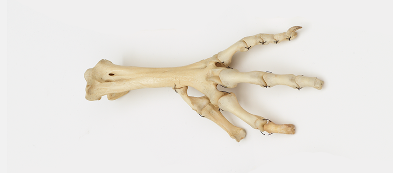 Dodo | The Learning Zone