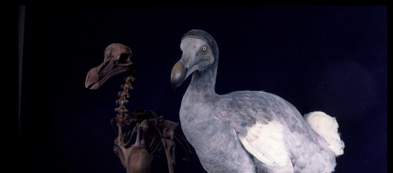 Dodo | The Learning Zone