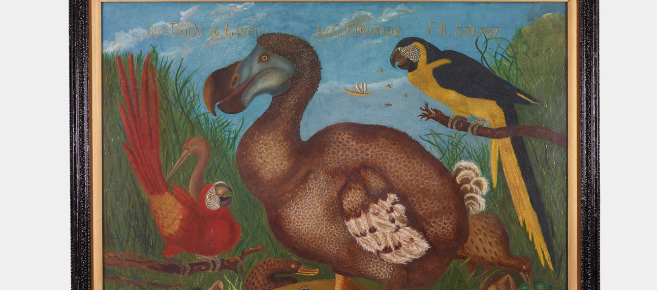 Dodo | The Learning Zone
