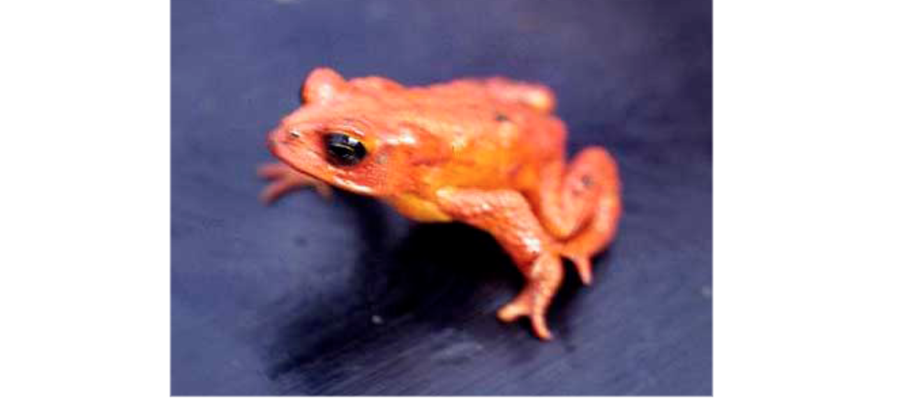 Golden toad | The Learning Zone
