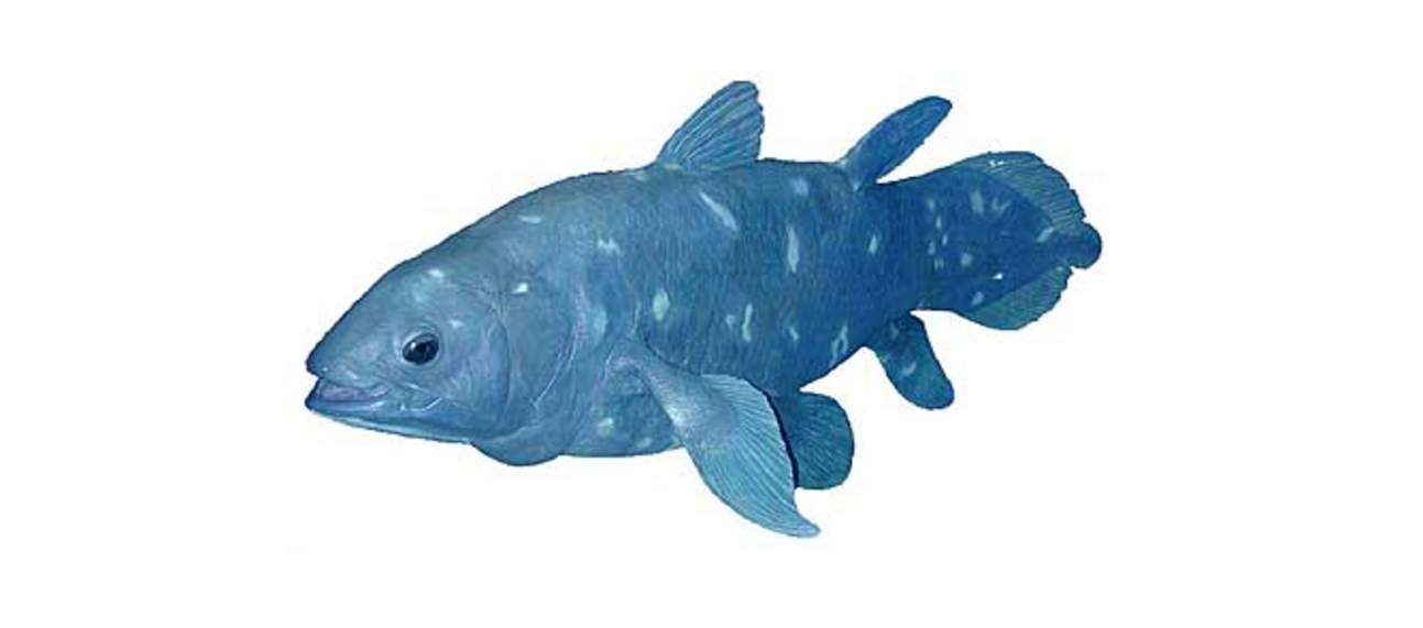 Coelacanth | The Learning Zone