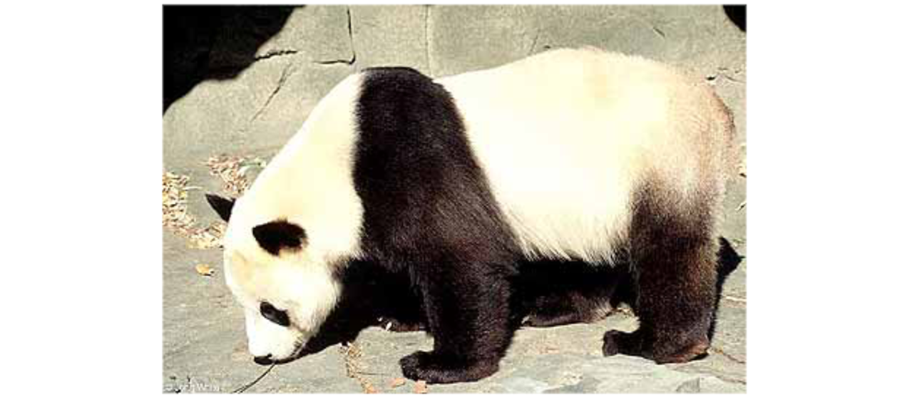 Giant panda | The Learning Zone
