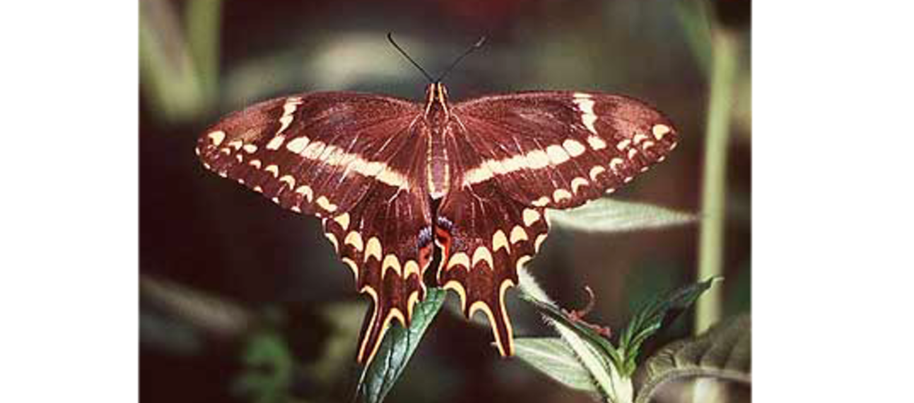 Schaus swallowtail butterfly | The Learning Zone