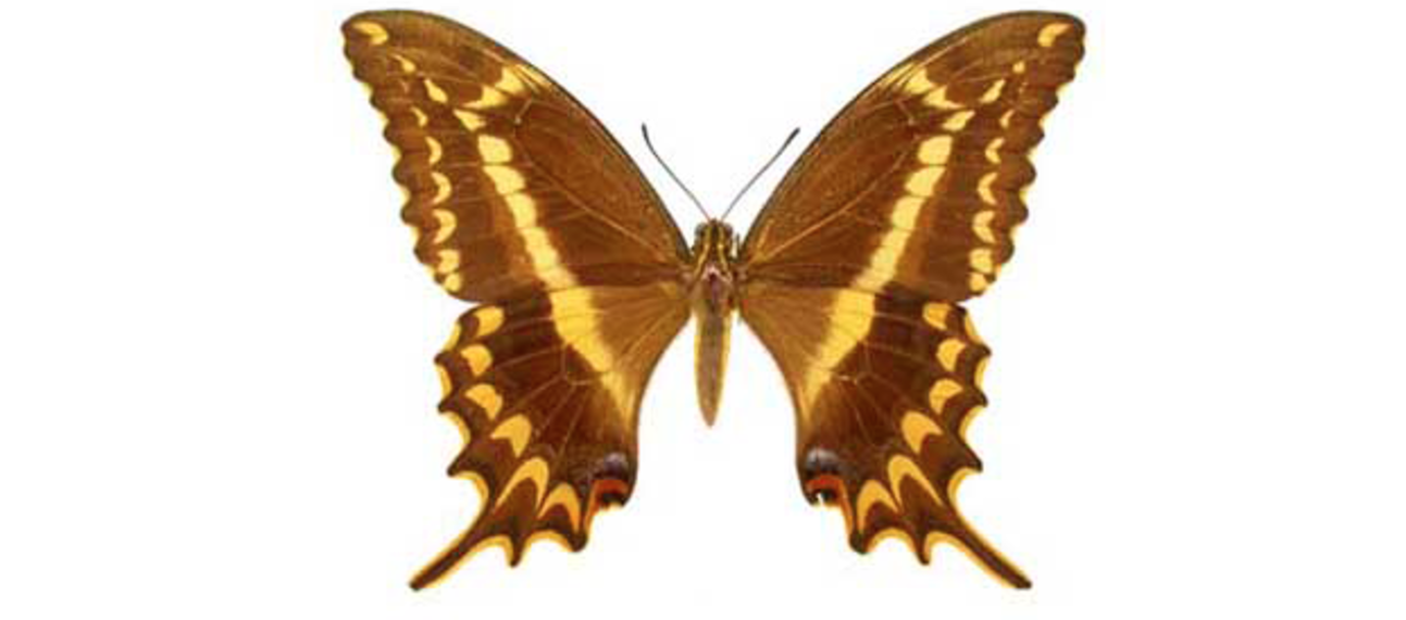 Schaus swallowtail butterfly | The Learning Zone
