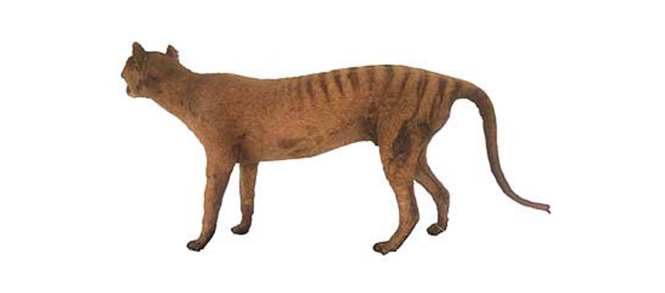 Thylacine | The Learning Zone
