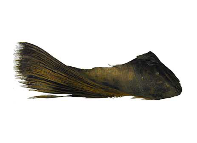 Blue whale | The Learning Zone