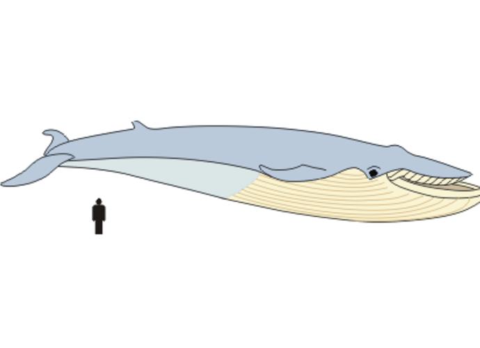 Blue whale | The Learning Zone