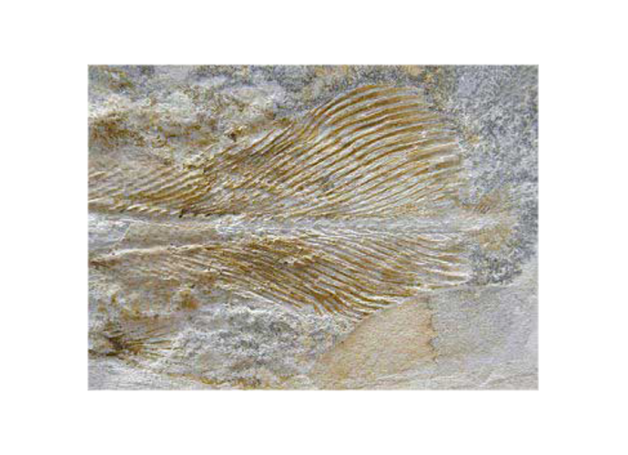 Coelacanth | The Learning Zone