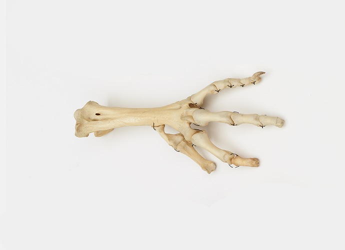 Dodo | The Learning Zone