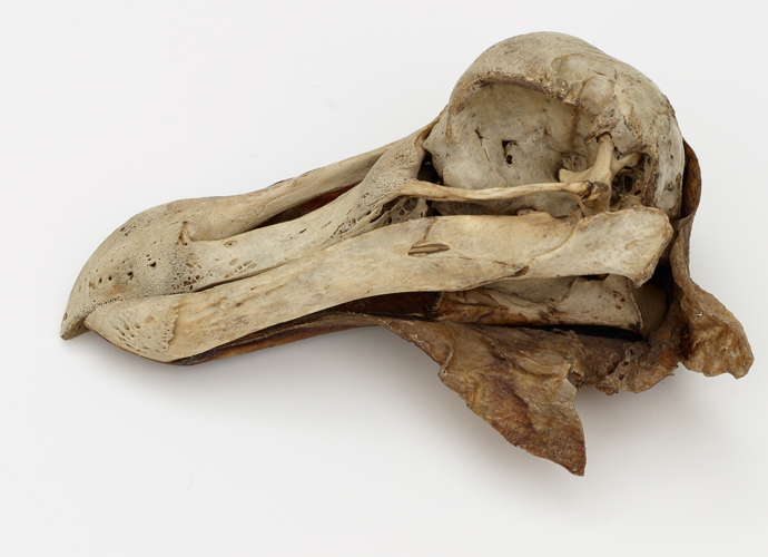 Dodo | The Learning Zone