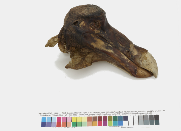 Dodo | The Learning Zone