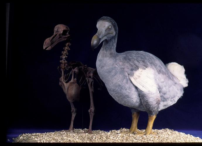 Dodo | The Learning Zone