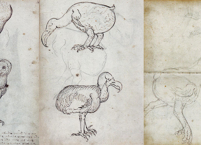 Dodo | The Learning Zone