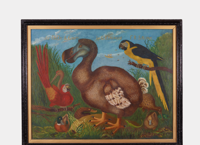 Dodo | The Learning Zone