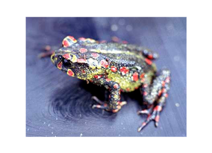 Golden toad | The Learning Zone