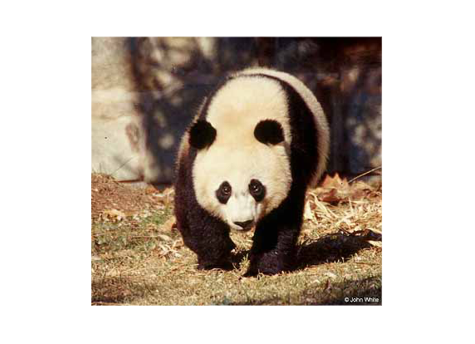 Giant panda | The Learning Zone
