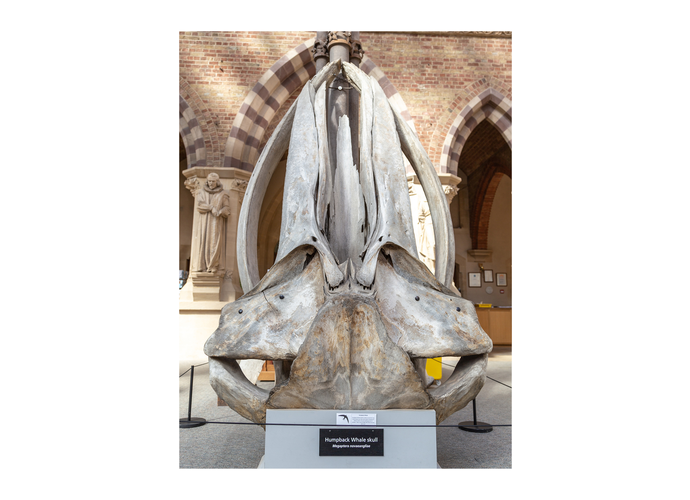 Blue whale | The Learning Zone