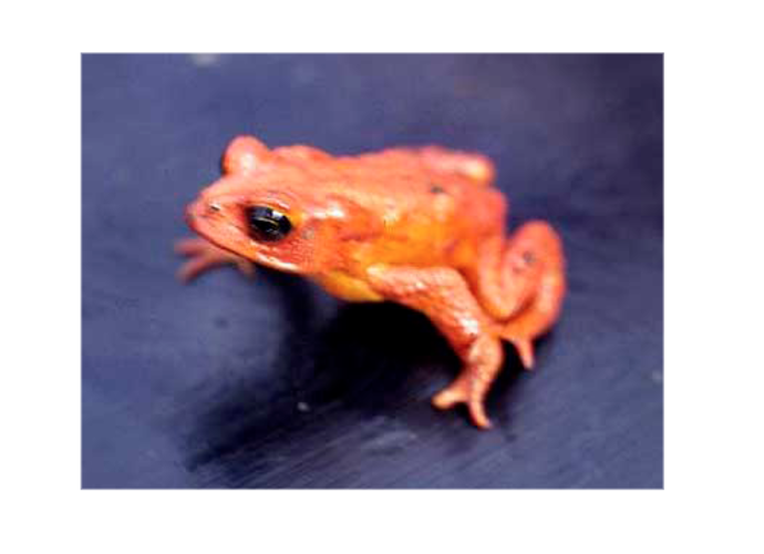 Golden toad | The Learning Zone