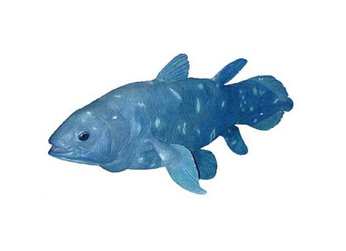 Coelacanth | The Learning Zone
