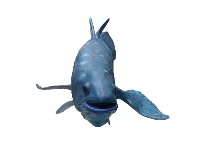 Coelacanth | The Learning Zone