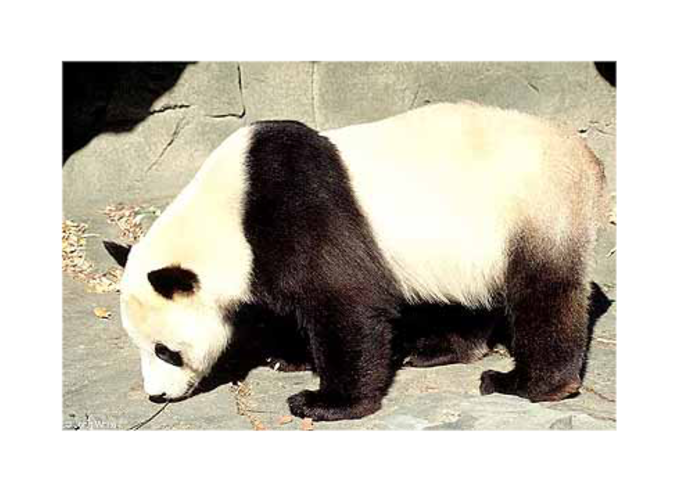 Giant panda | The Learning Zone