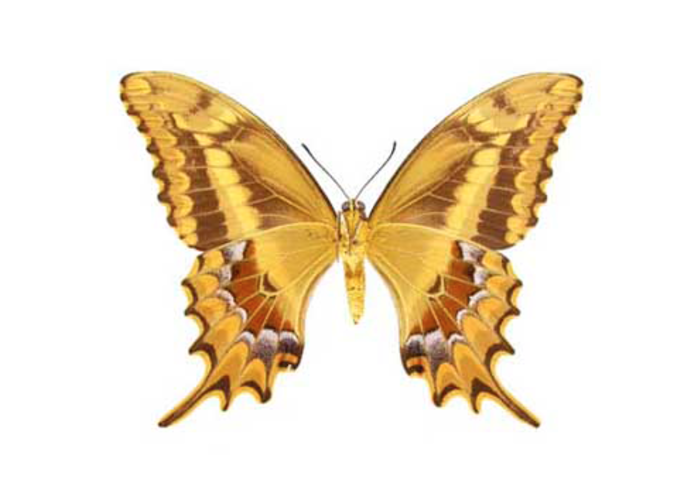 Schaus swallowtail butterfly | The Learning Zone