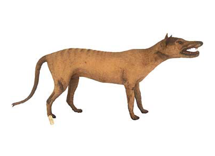 Thylacine | The Learning Zone