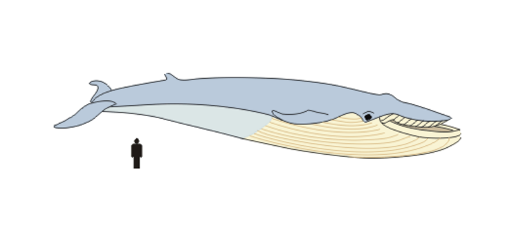Blue whale | The Learning Zone