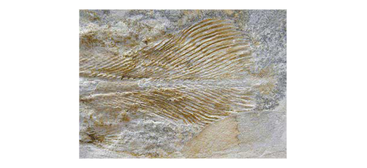 Coelacanth | The Learning Zone