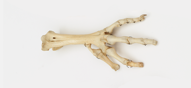 Dodo | The Learning Zone