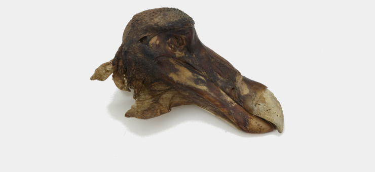 Dodo | The Learning Zone