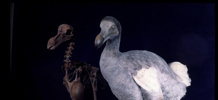 Dodo | The Learning Zone