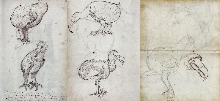 Dodo | The Learning Zone