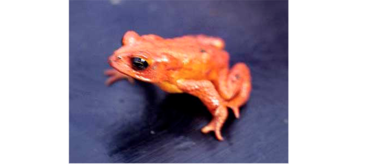 Golden toad | The Learning Zone