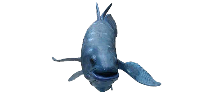 Coelacanth | The Learning Zone
