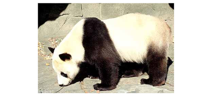 Giant panda | The Learning Zone