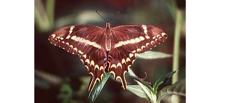Schaus swallowtail butterfly | The Learning Zone
