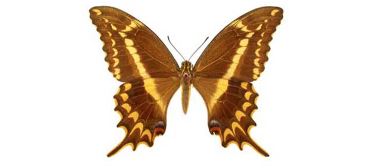 Schaus swallowtail butterfly | The Learning Zone