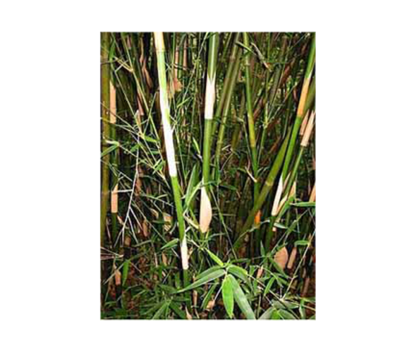 Giant panda | The Learning Zone